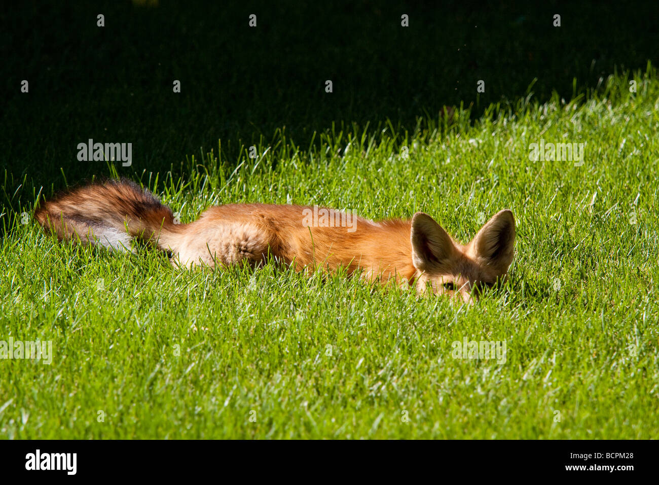 Red fox lying in the grass Stock Photo - Alamy