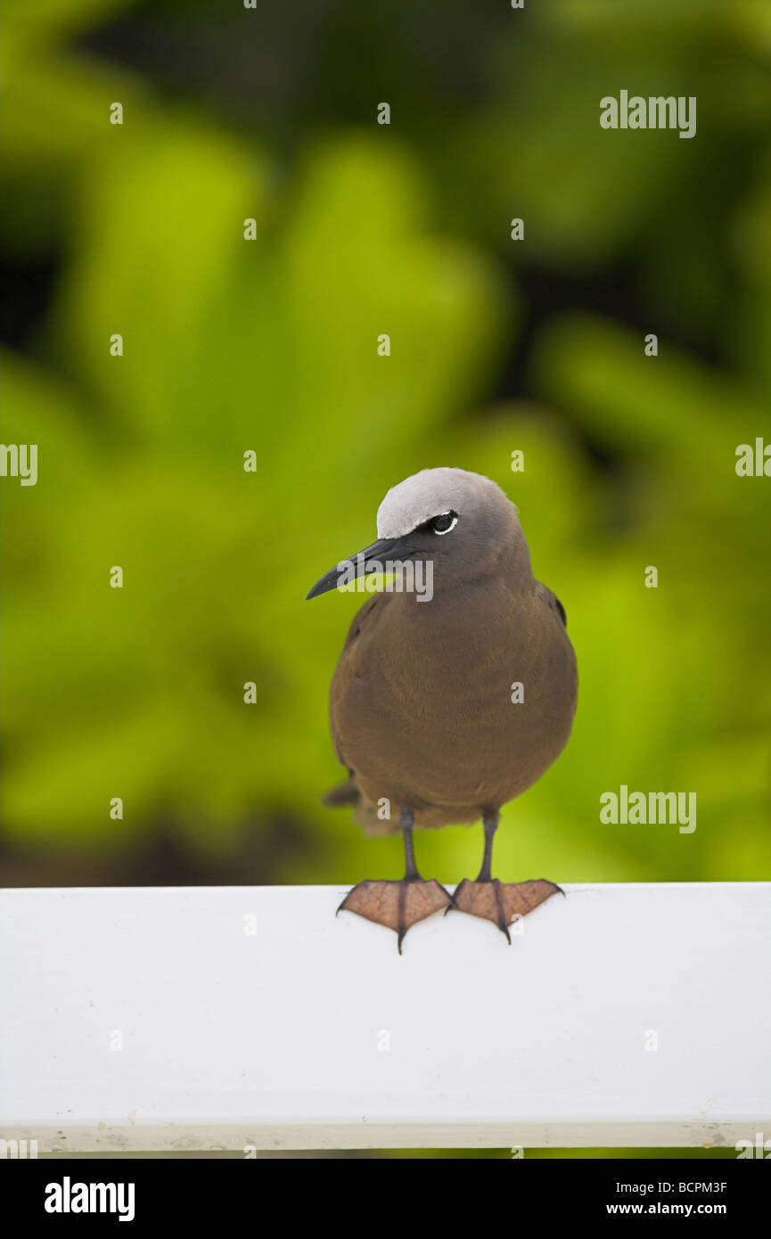 Common (Brown) Noddy Anous stolidus perched on white wooden bench on ...