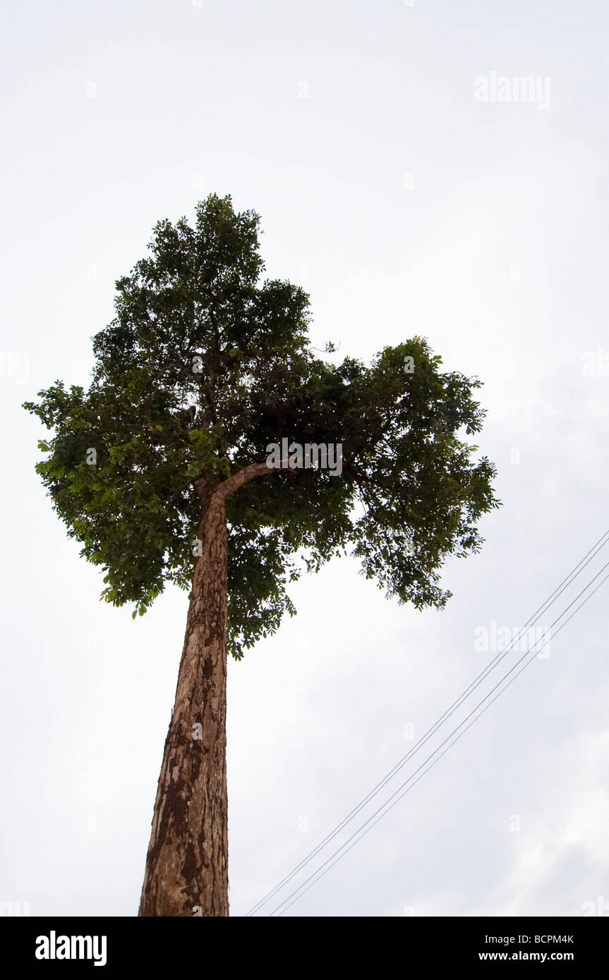 Cable tree hi-res stock photography and images - Alamy