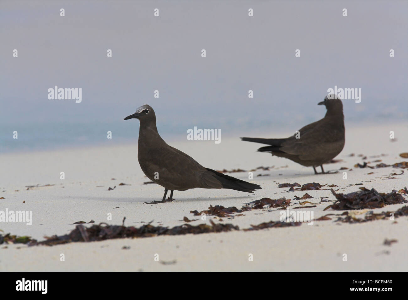 Common (Brown) Noddy Anous stolidus pair on white, sandy beach on Bird ...