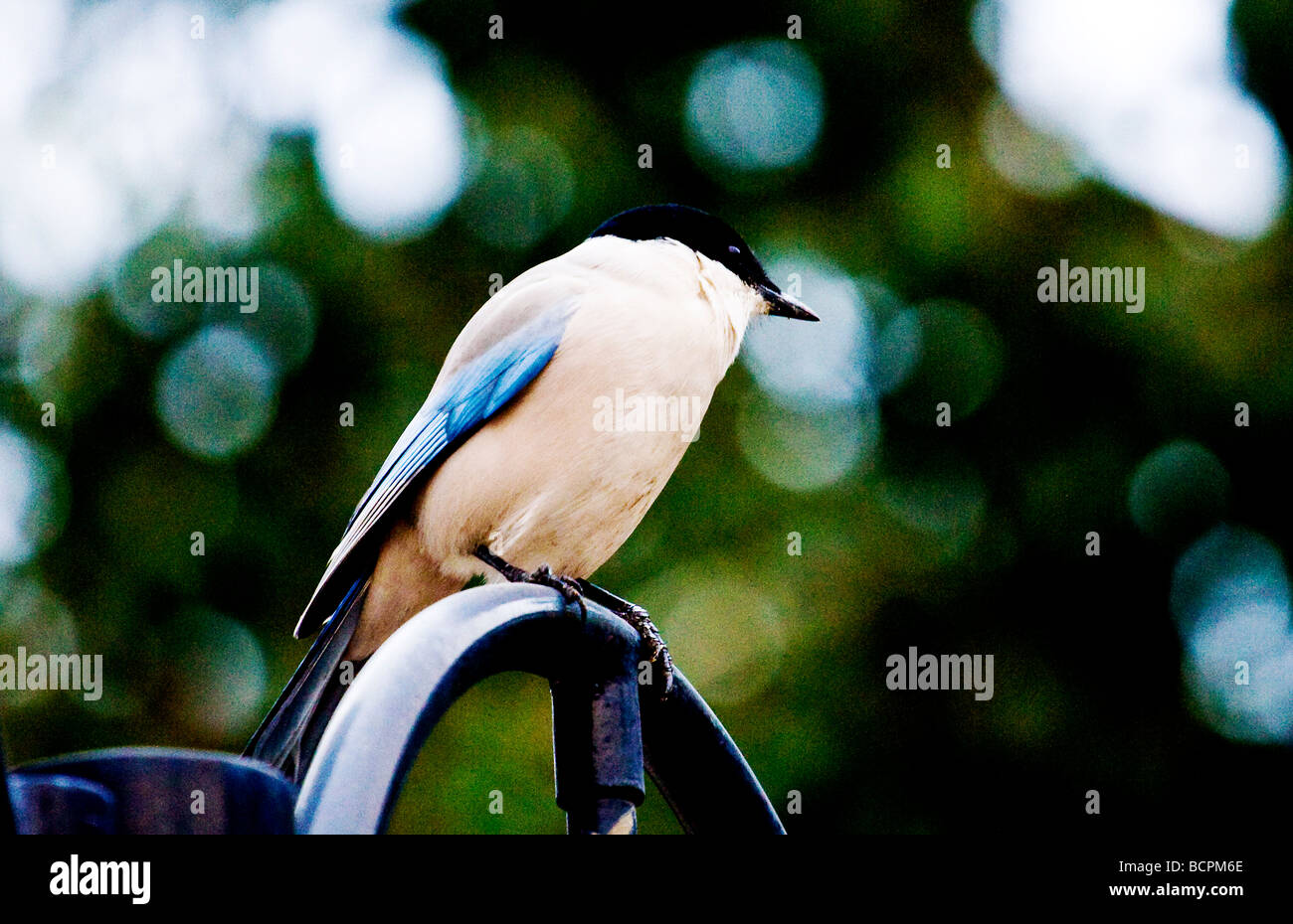 Magpie resting on a handle in a park, Beijing, China Stock Photo - Alamy