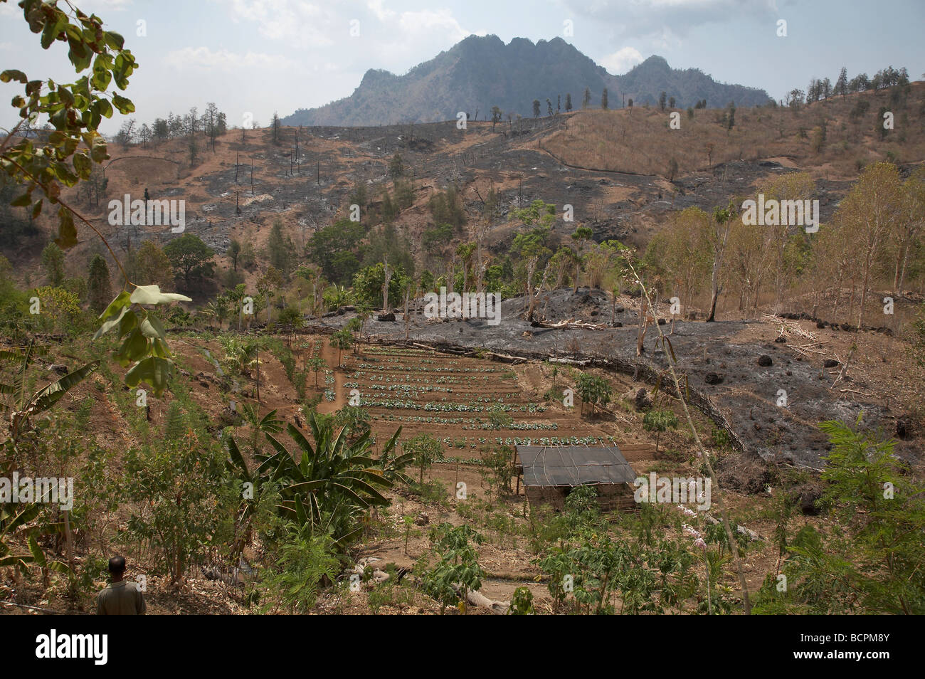Timor leste agriculture hi-res stock photography and images - Alamy