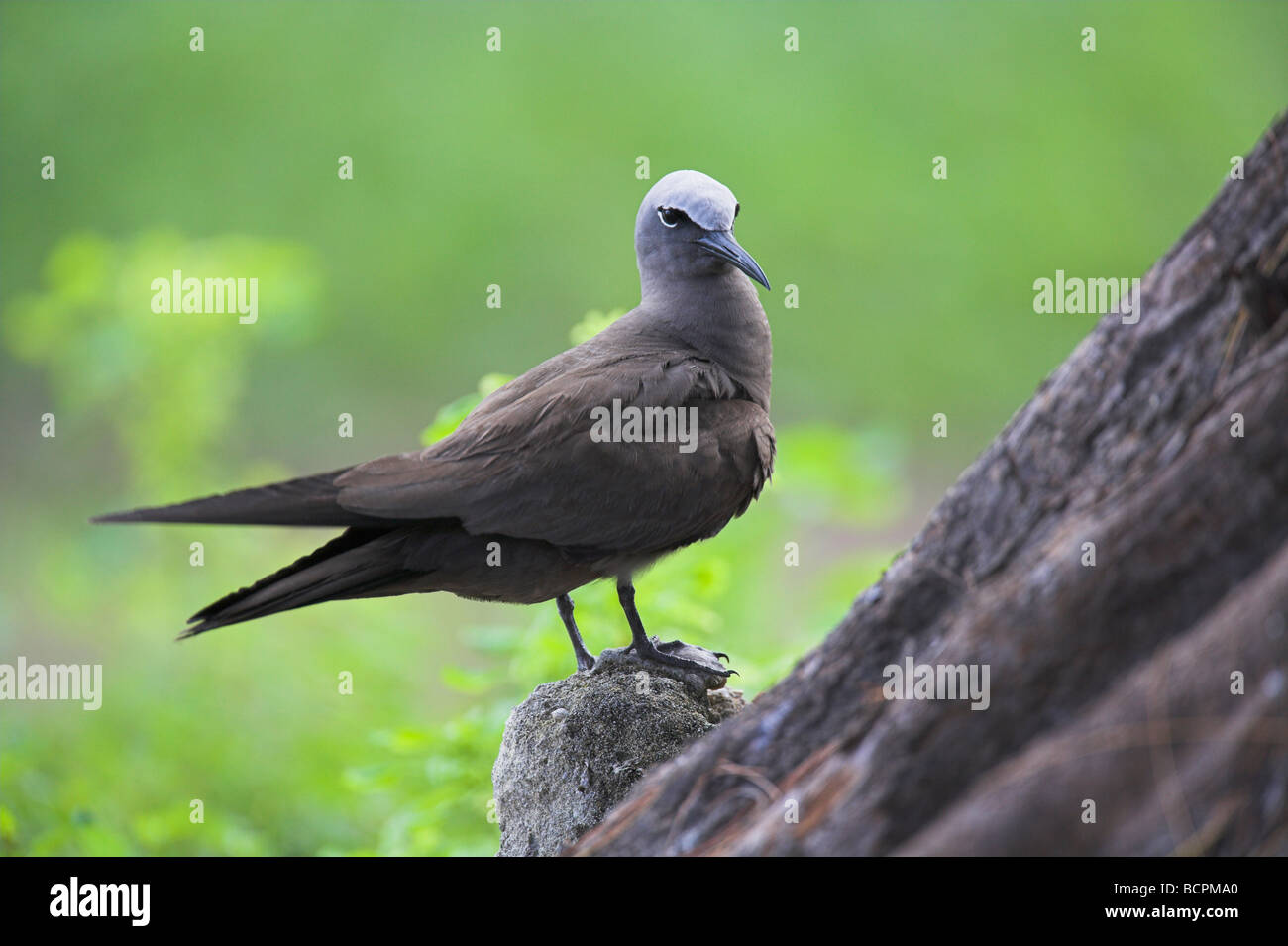 Common brown noddy hi-res stock photography and images - Alamy