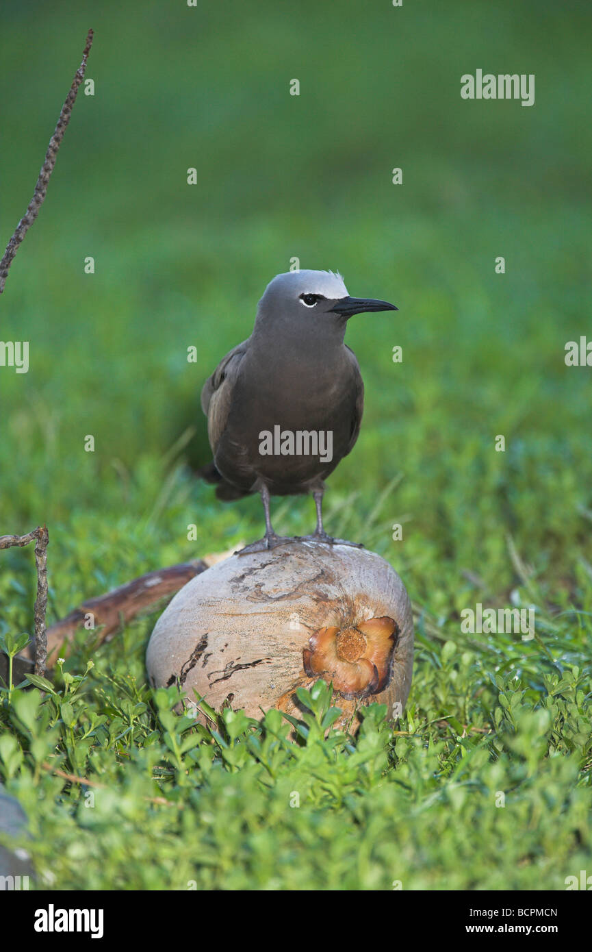 Common brown noddy hi-res stock photography and images - Alamy
