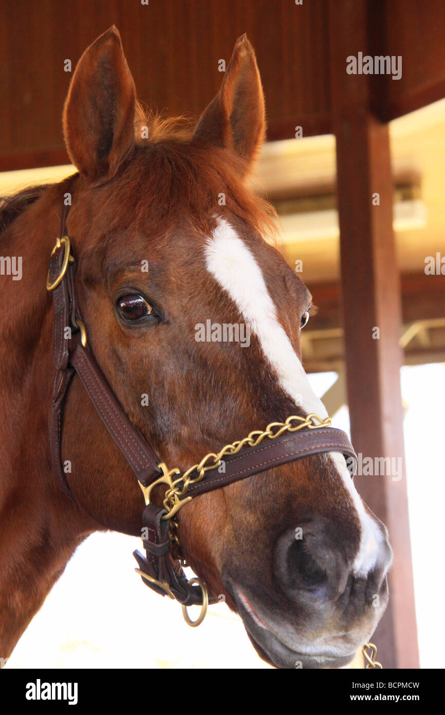 Lexington Racehorse High Resolution Stock Photography and Images - Alamy