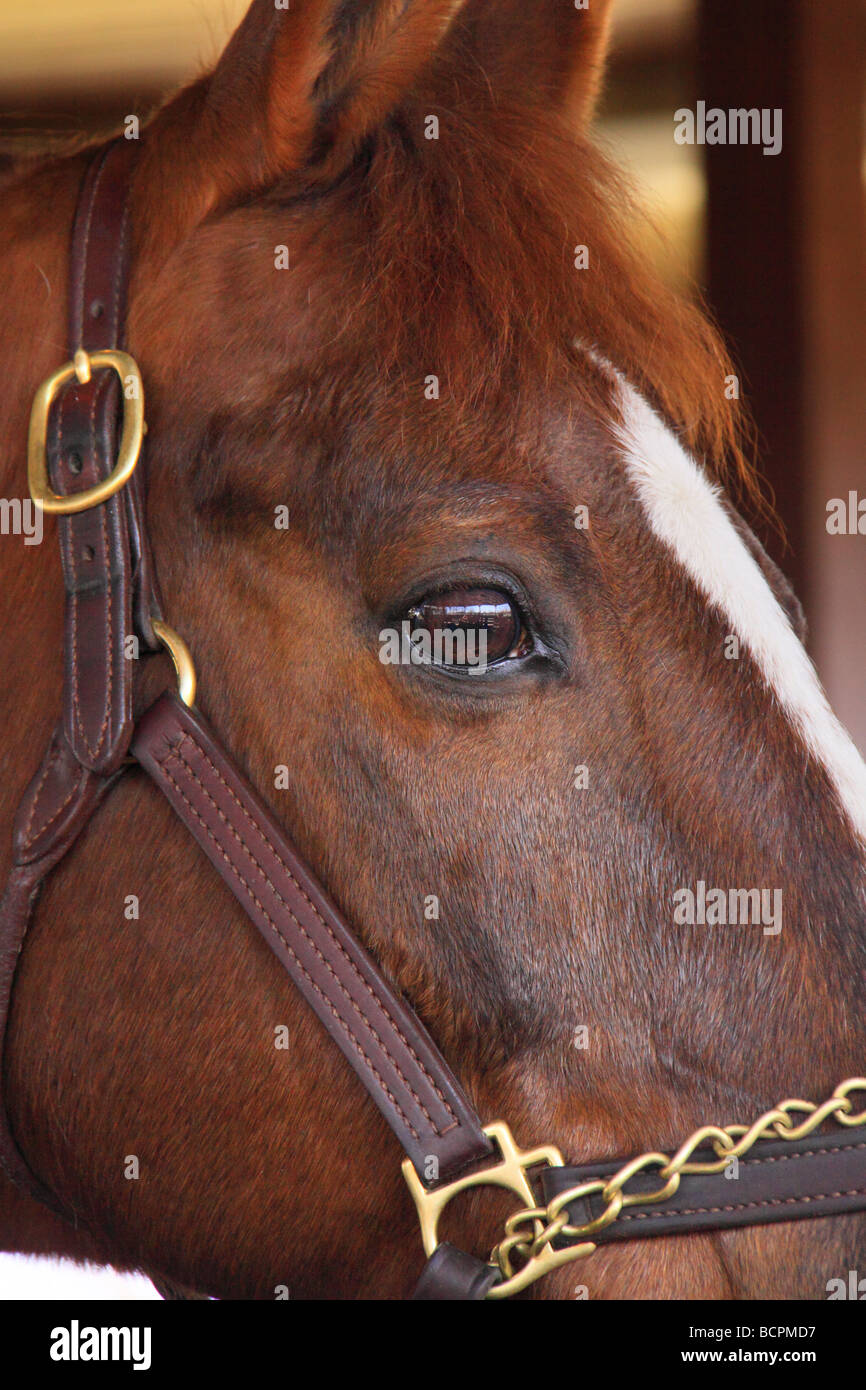 Lexington Racehorse High Resolution Stock Photography and Images - Alamy