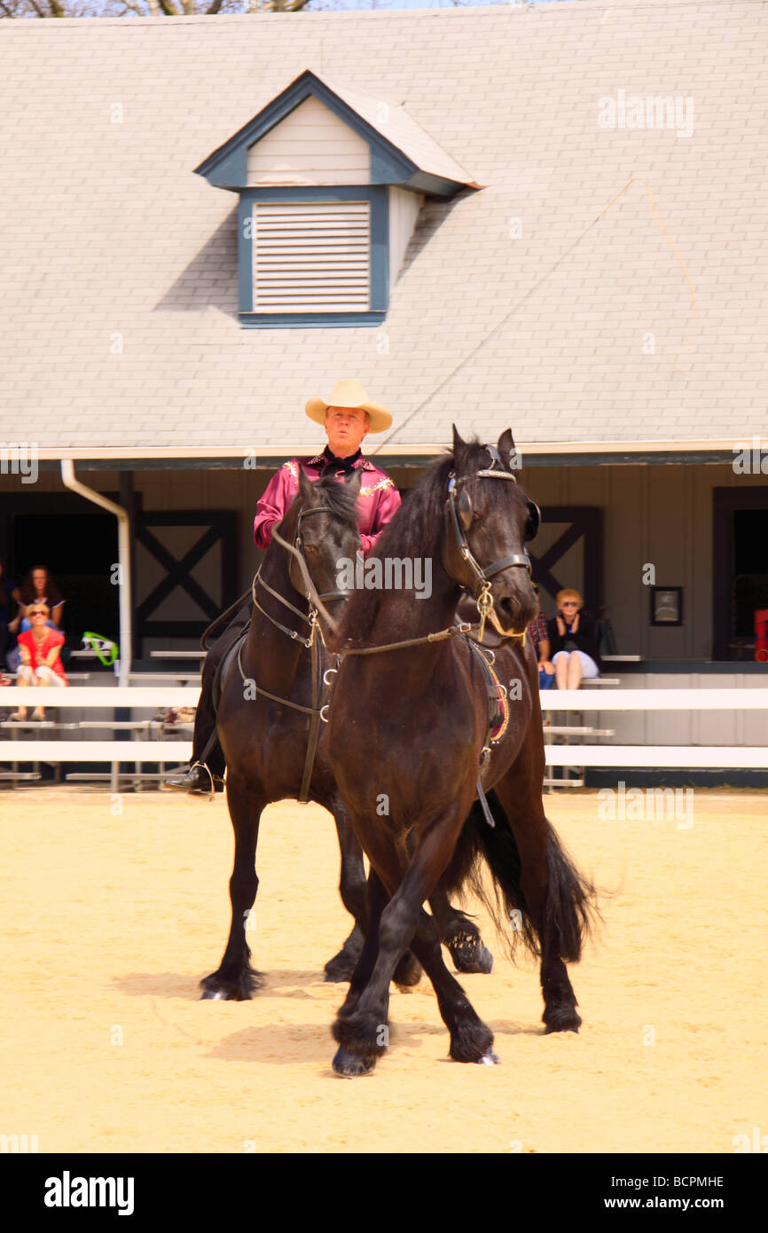 Parade of breeds horses equine hi-res stock photography and images - Alamy