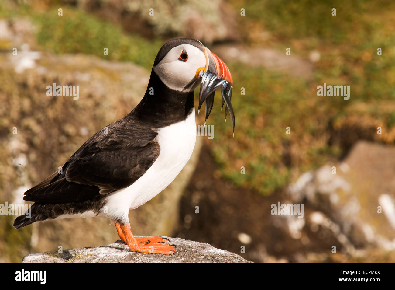 profile view of Atlantic puffin standing on stone with beak full of ...