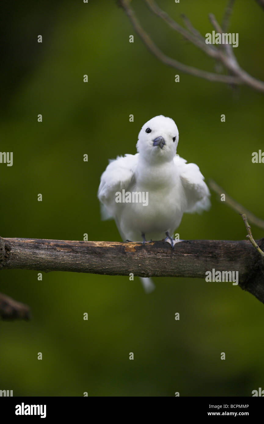 Ruffling feathers hi-res stock photography and images - Alamy
