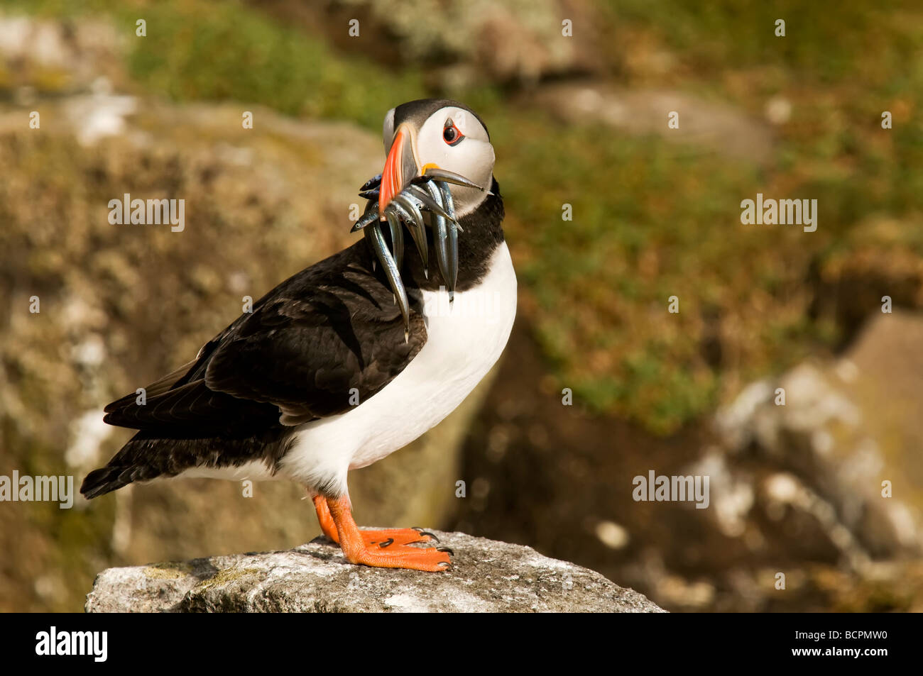 Puffin fish beak hi-res stock photography and images - Alamy