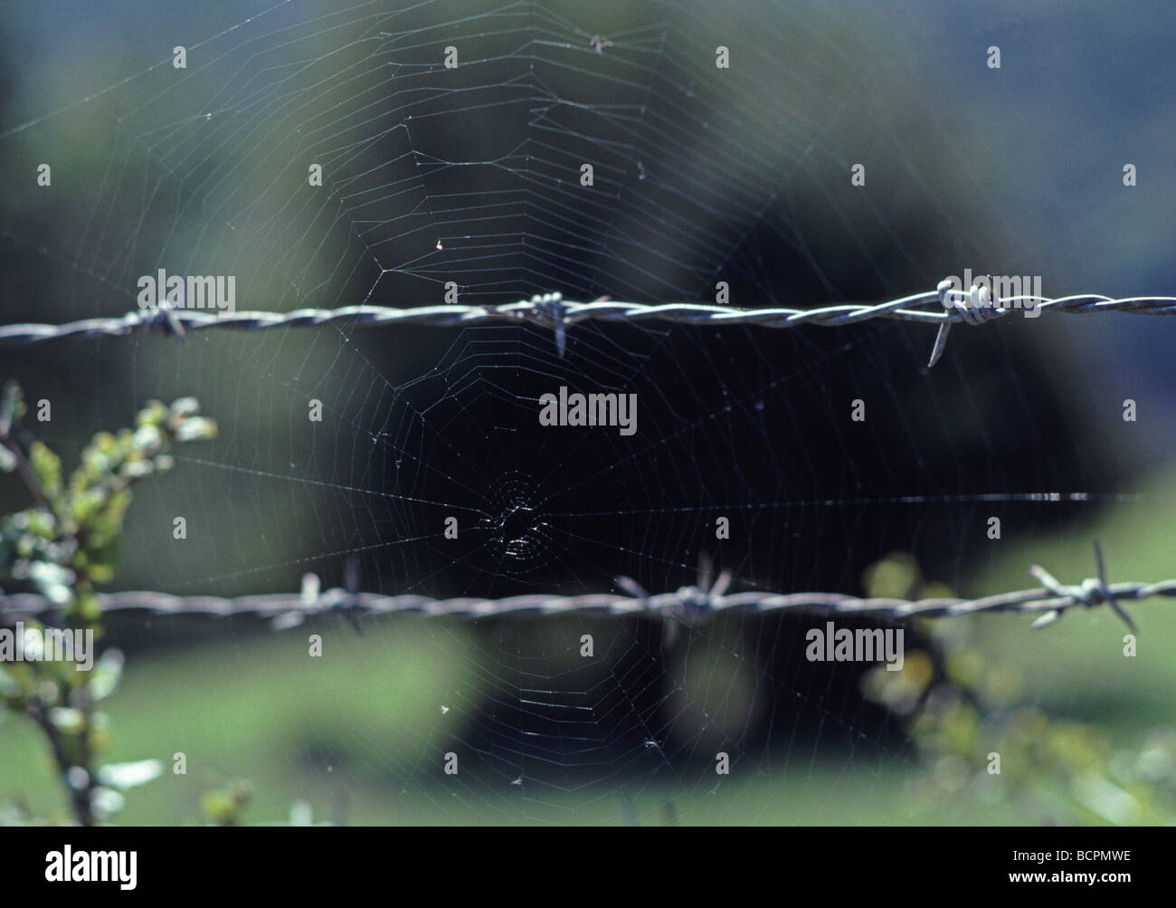 spider web barbed wire California Stock Photo - Alamy