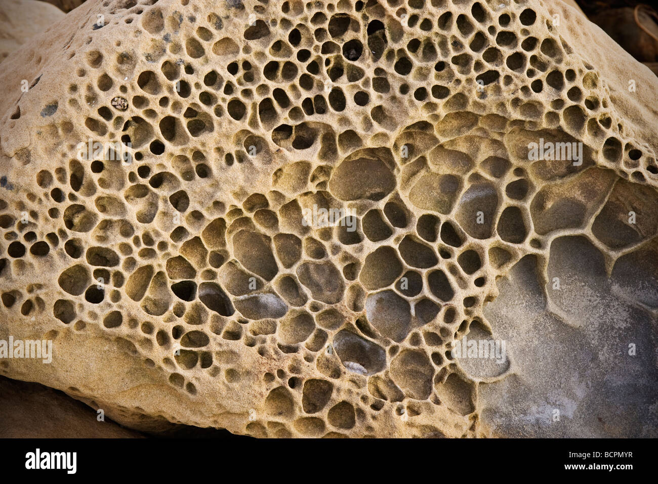 Eroded sandstone boulder with tafoni, Salt Point state park, Sonoma ...
