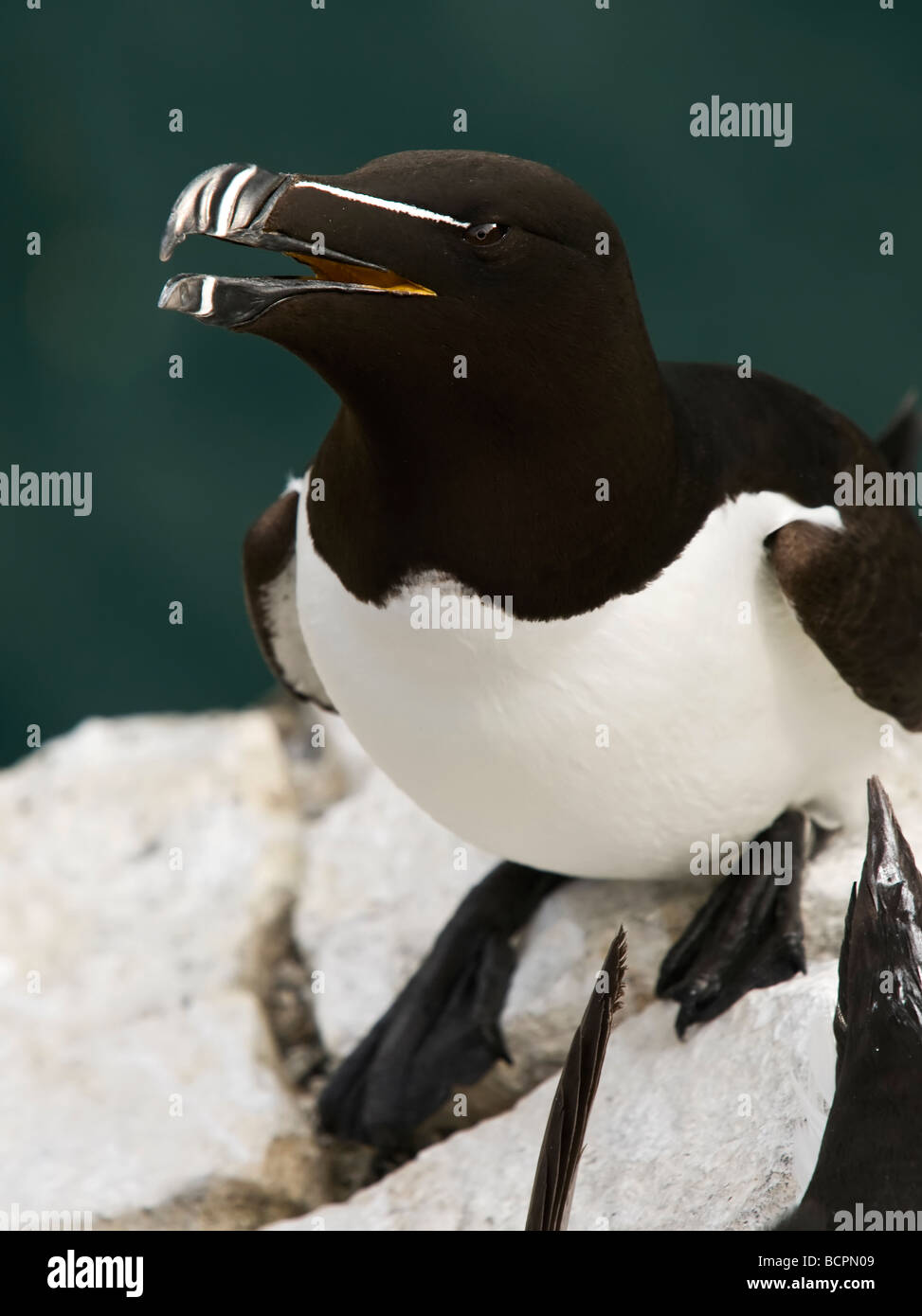 closeup of razorbill head looking at the camera with orange bill inside ...