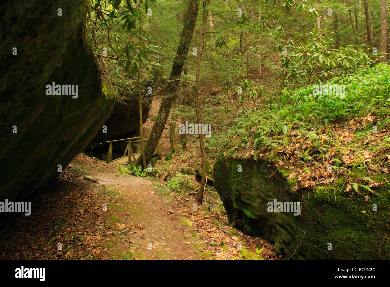 Hemlock Garden Preserve and Trail Pine Mountain State Resort Park ...