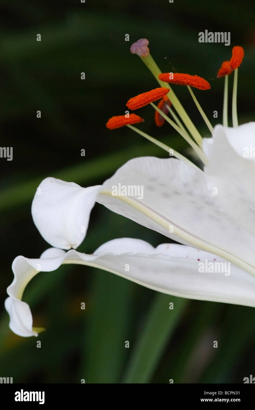 White LILIUM STAR GAZER flower on natural background cut out cutout ...