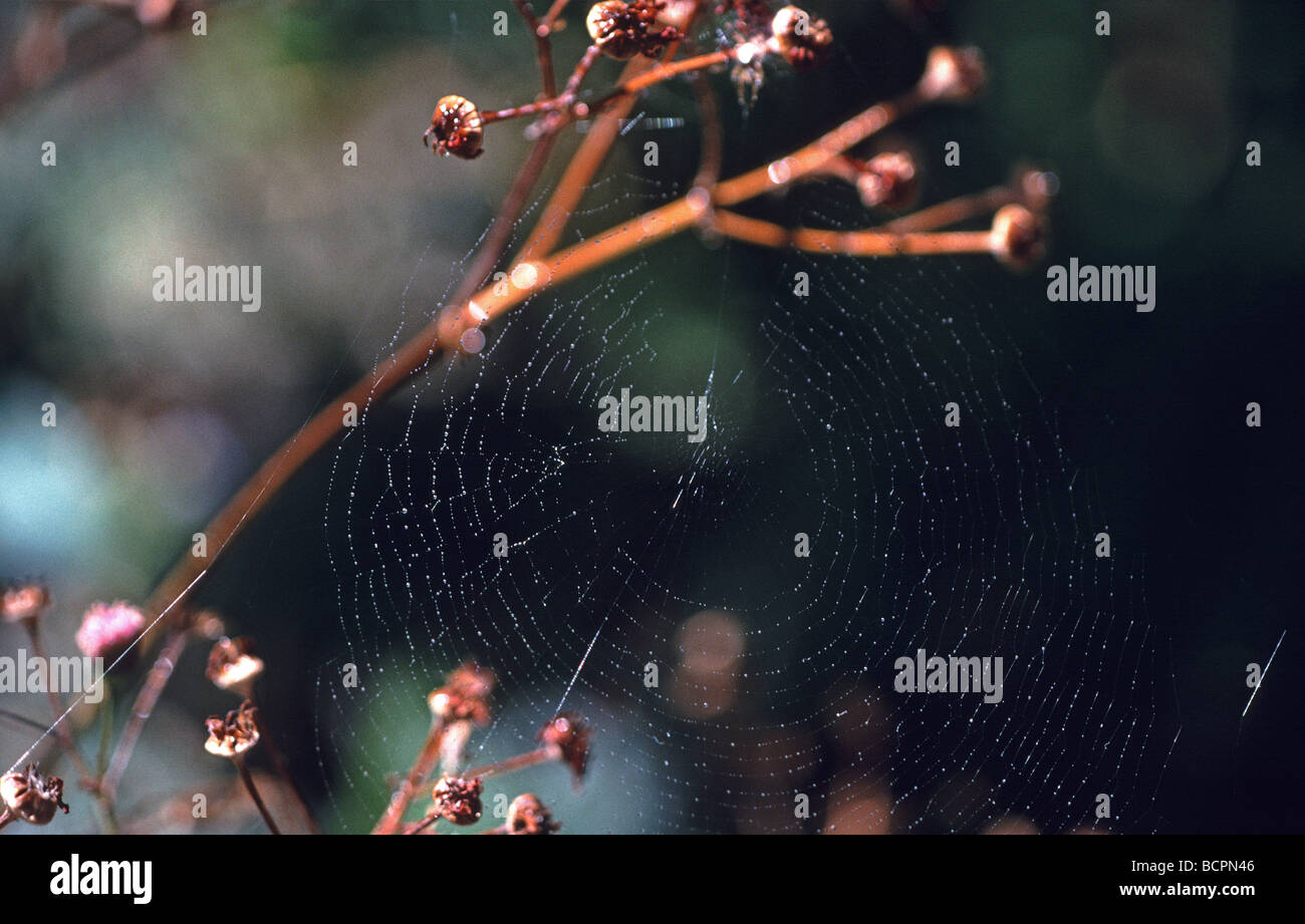 spider web in California garden Stock Photo - Alamy