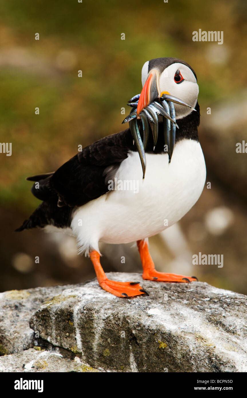 Side view of puffin hi-res stock photography and images - Alamy
