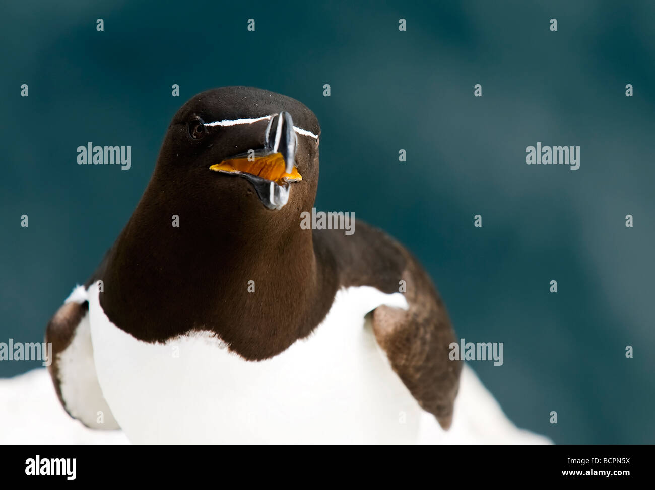 Razorbill marine bird seabird hi-res stock photography and images - Alamy