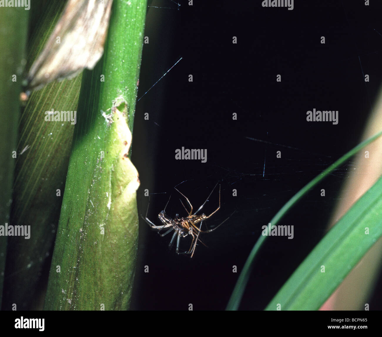two spiders on a spider web in a garden San Francisco California Stock ...