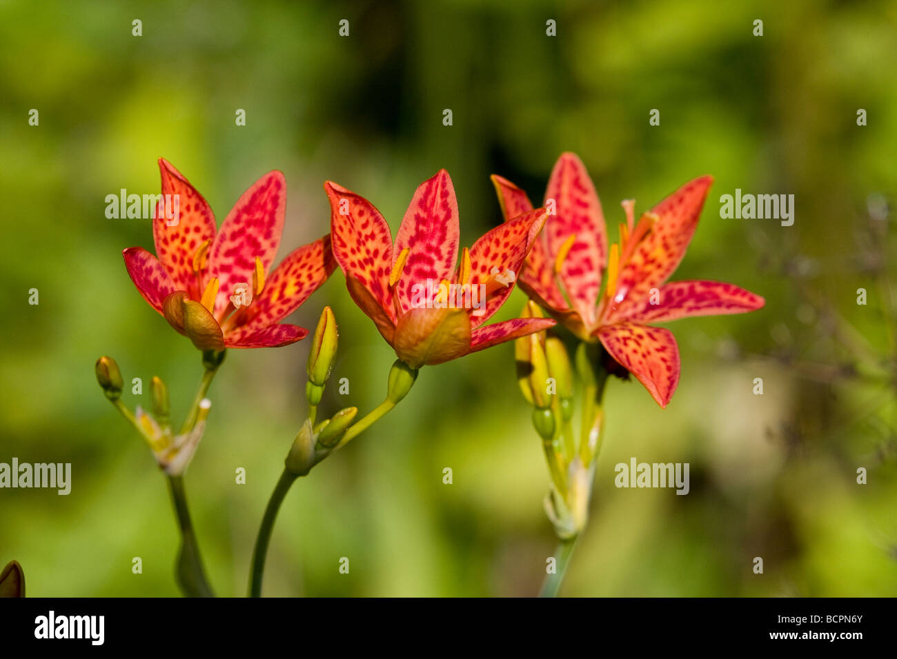 Trumpet shaped lilies hi-res stock photography and images - Alamy