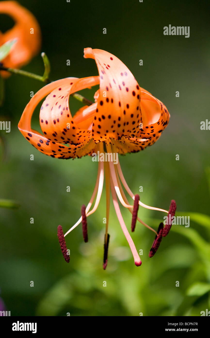 Trumpet shaped lilies hi-res stock photography and images - Alamy