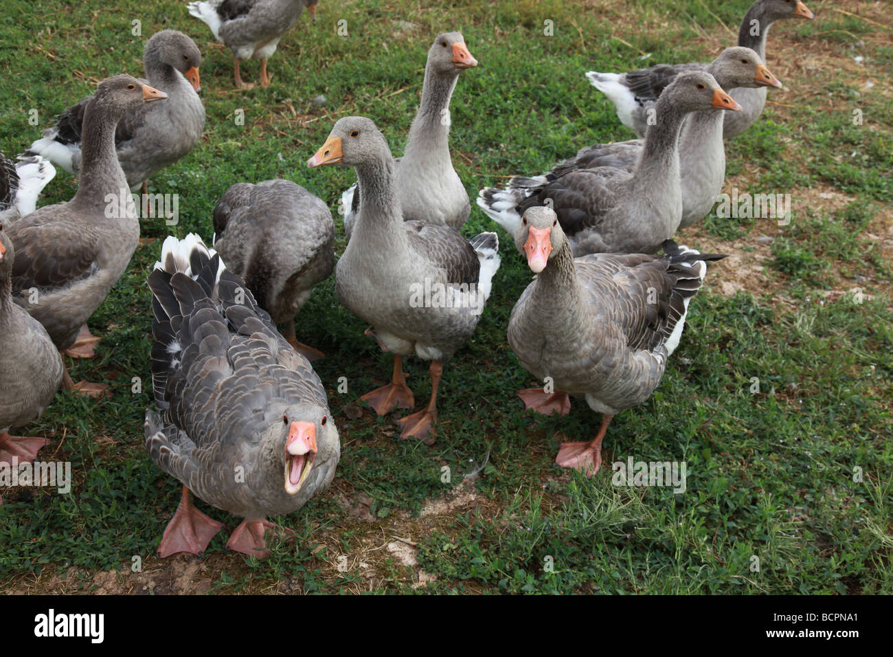 Geese group free range hi-res stock photography and images - Alamy