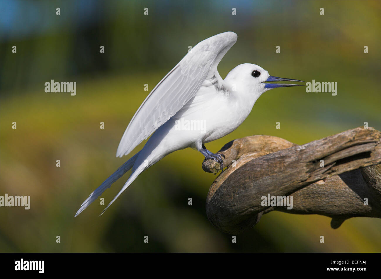White (Fairy) Tern Gygis alba adult perched on dead branch on Bird ...