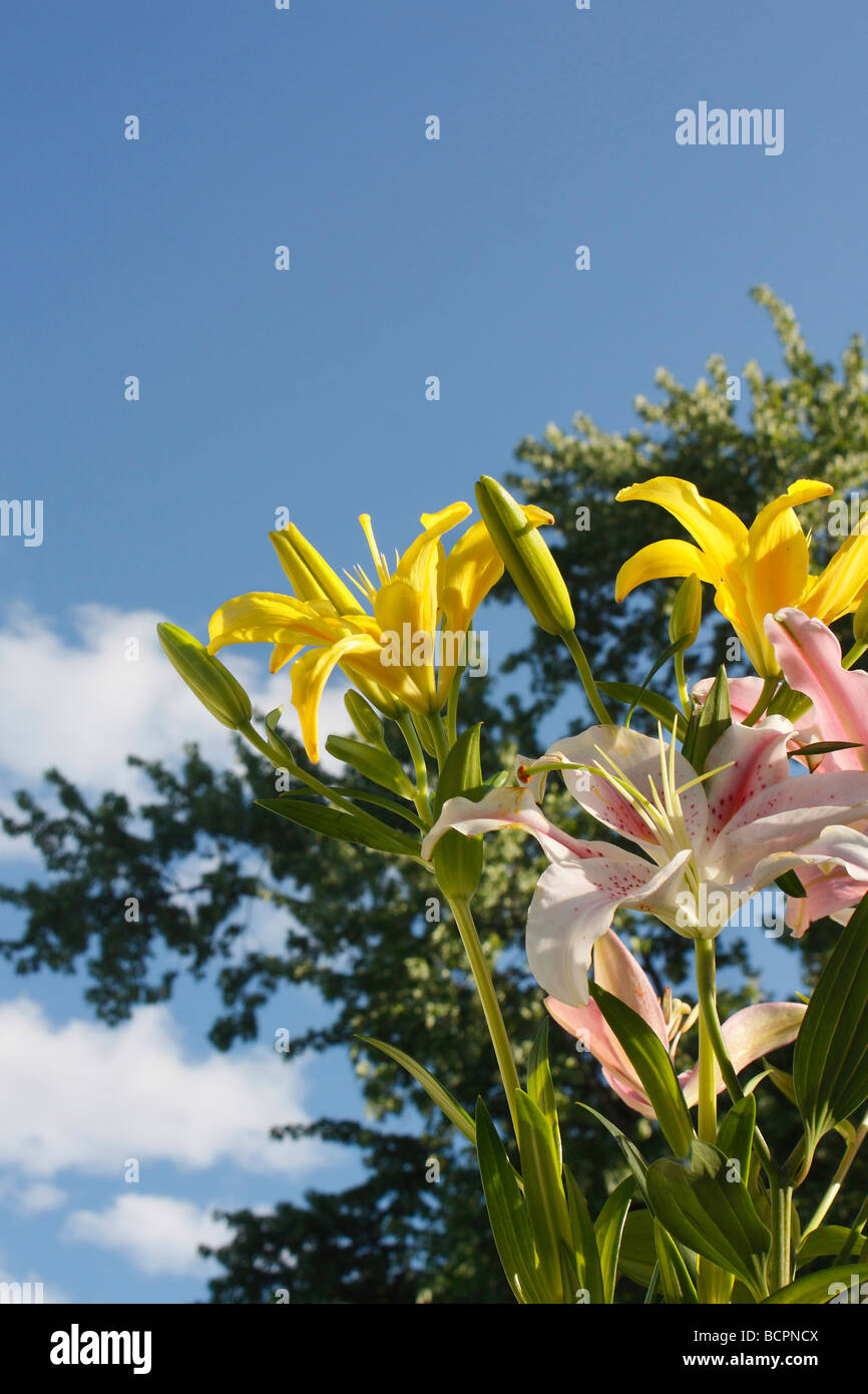 Bouquet of pink oriental Lilies and yellow Lilium Lemon Pixie beautiful ...
