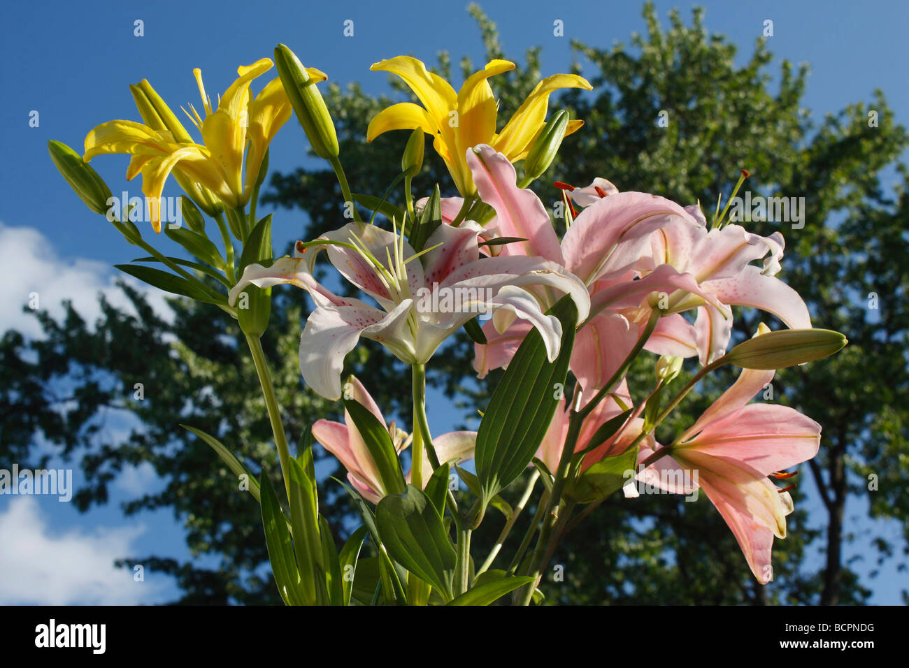 Bouquet of pink Lilies and yellow Lilium Lemon Pixie beautiful flowers ...