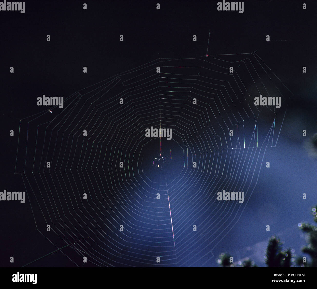 spider web in a California garden Stock Photo - Alamy