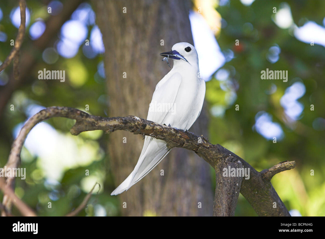 White (Fairy) Tern Gygis alba adult with food on branch at Bird Island ...