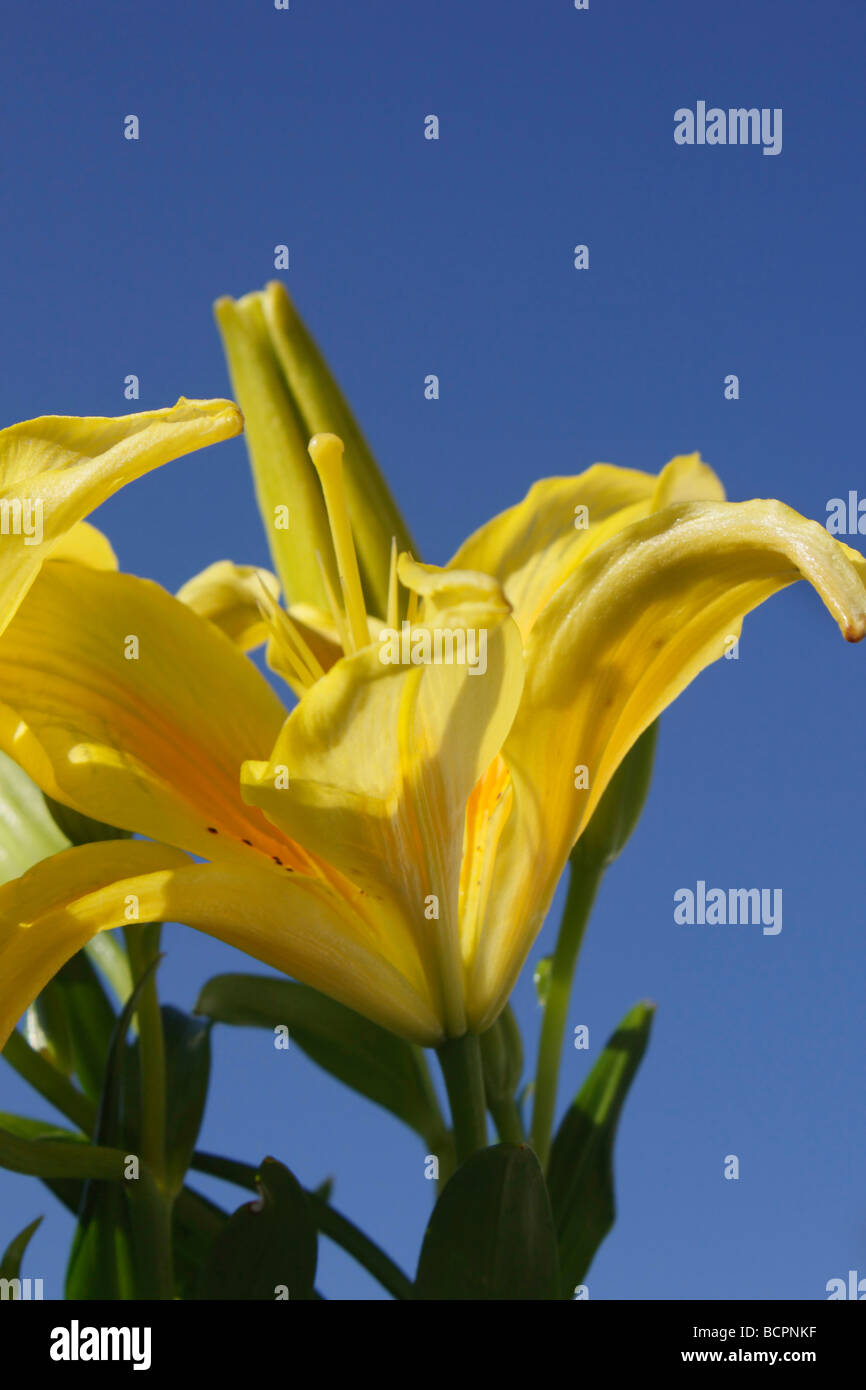 Lilium Lemon Pixie beautiful bouquet of yellow flowers low angle from ...