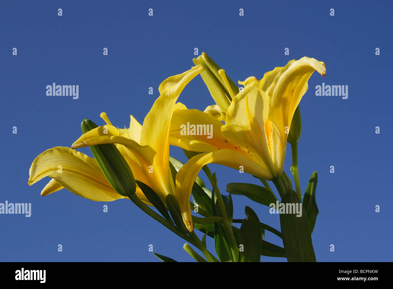 Low angle view on large Cut Out Stock Images & Pictures - Alamy