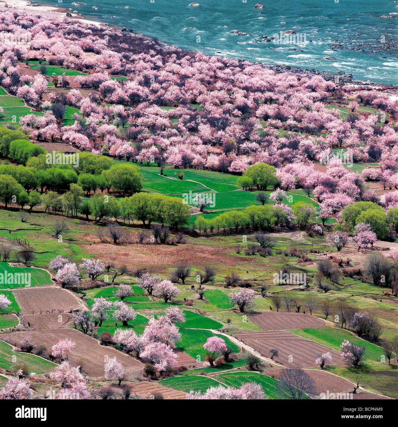 Picturesque view of Peach Blossom Valley in Nyingtri, Tibet, China ...