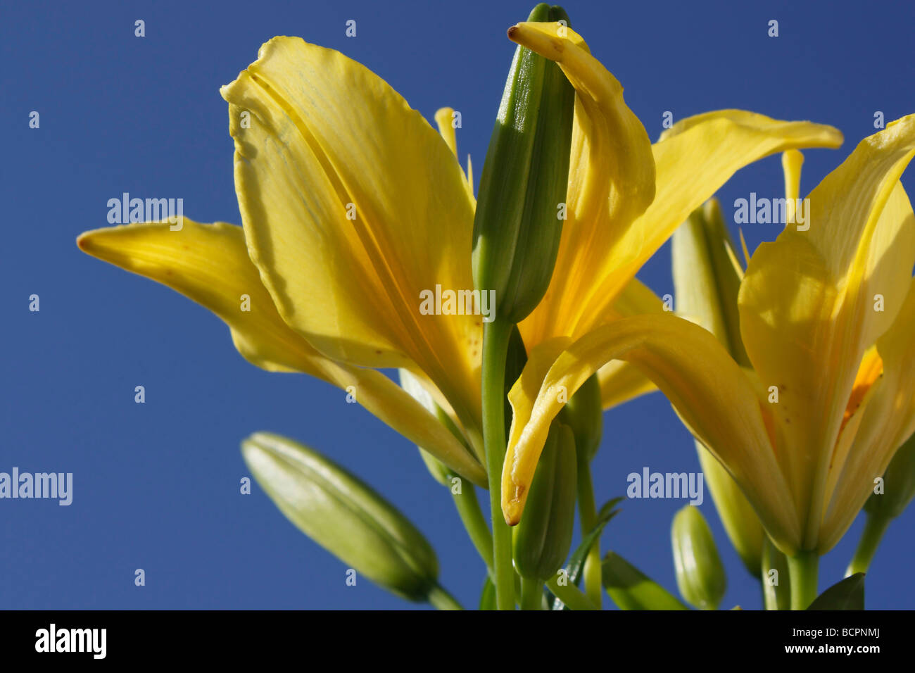 Lilium Lemon Pixie beautiful bouquet of yellow flowers low angle from ...
