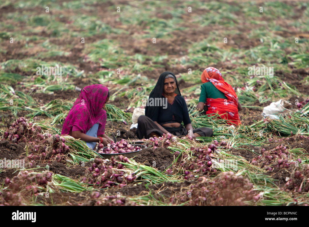 Women collect red onions farm Gujarat India Stock Photo - Alamy