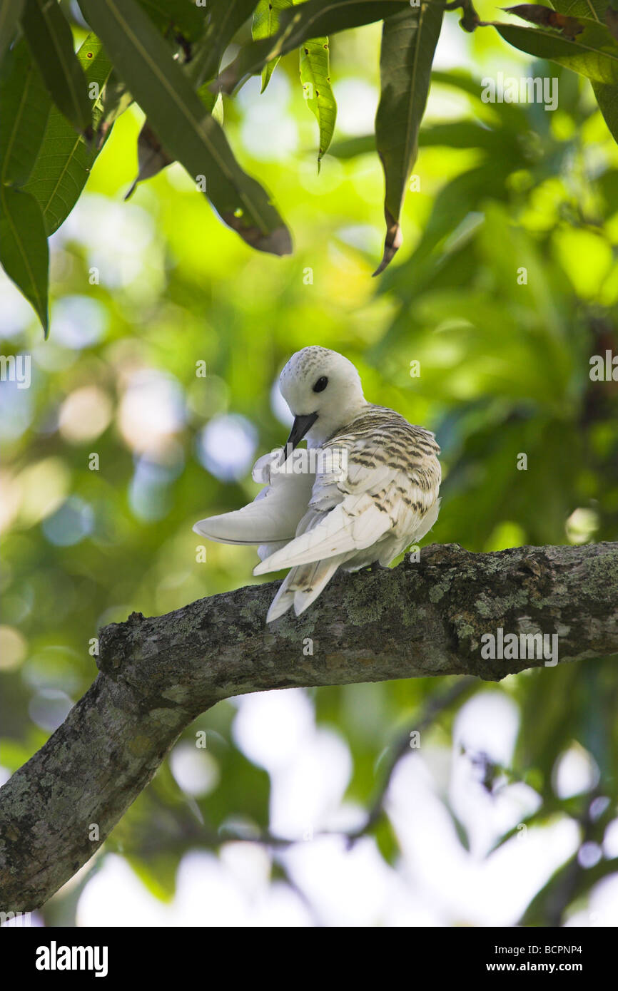 White (Fairy) Tern Gygis alba juvenile preening on branch at Hilton ...