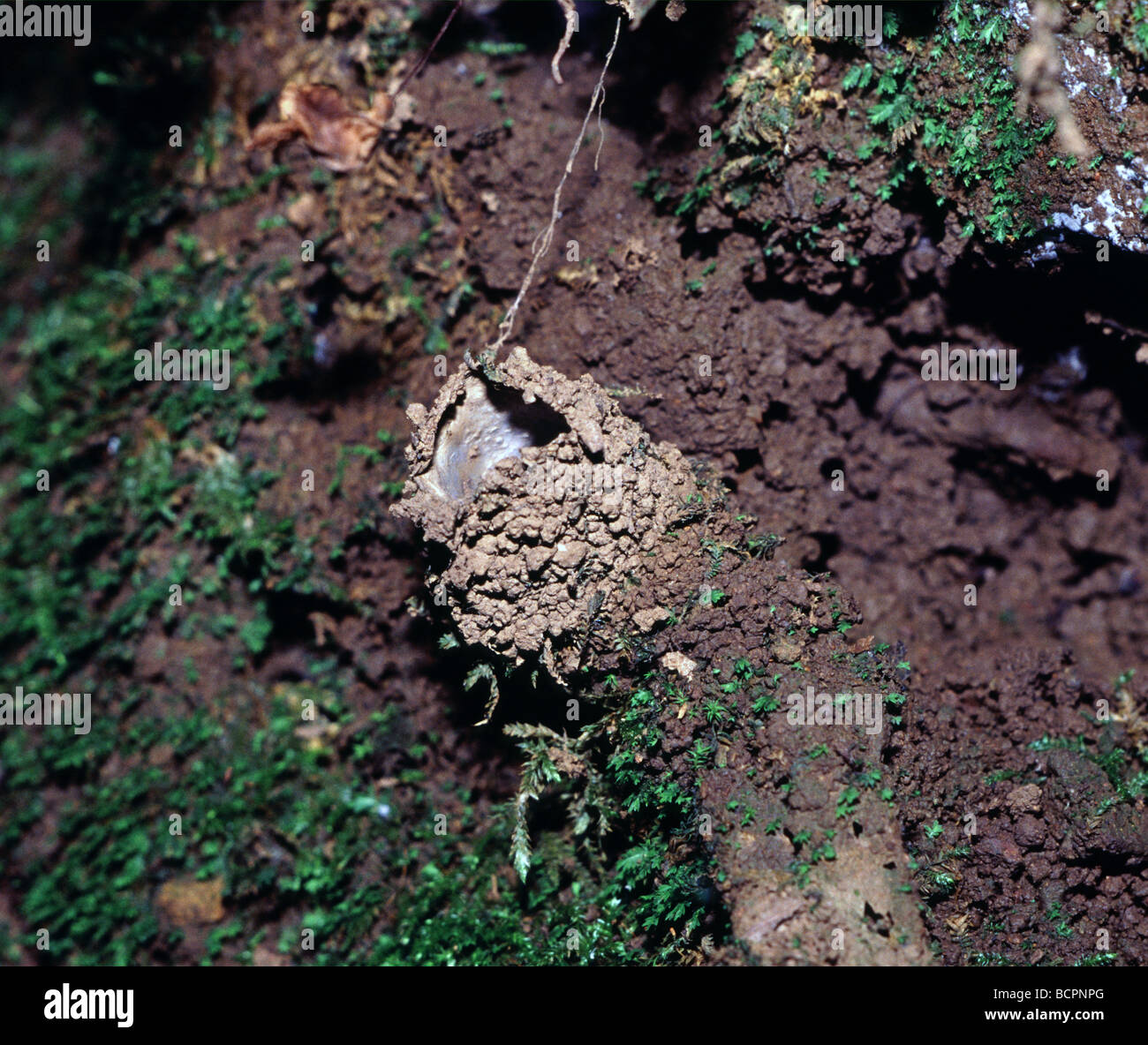 turret spider burrow entrance Santa Cruz Mountains California USA Stock ...