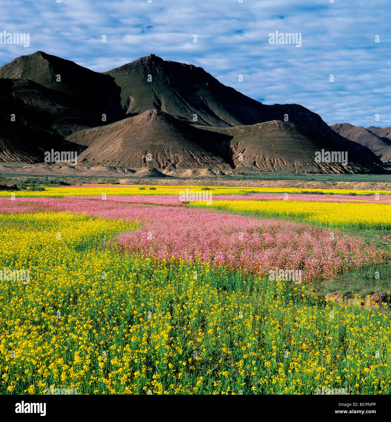 Flowers blooming in the valley, Tibetan Plateau, Tibet, China Stock ...