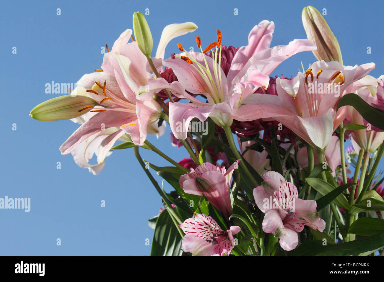 Bouquet of beautiful pink Lilies flowers low angle from below close up ...