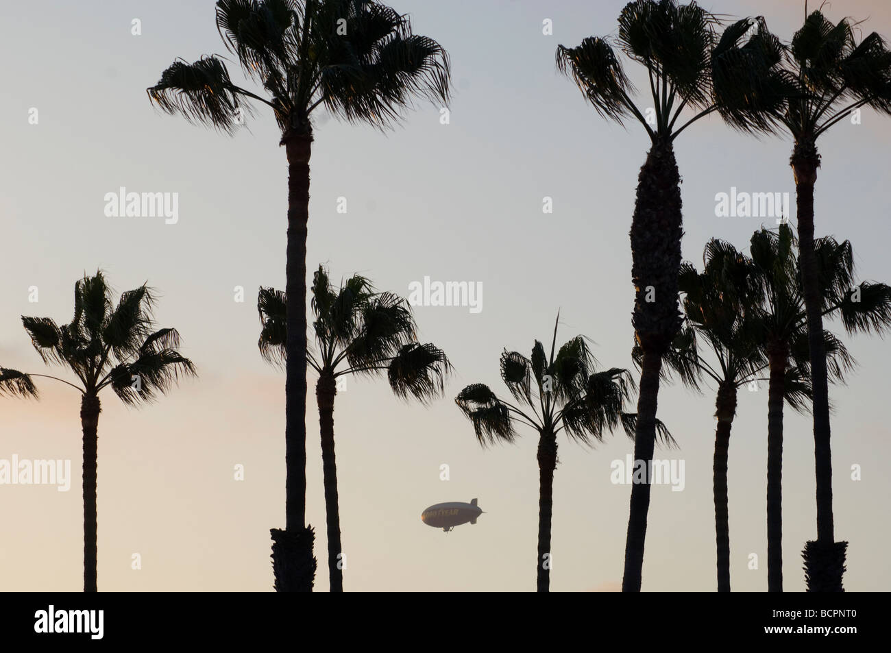 Blimp and palm trees Stock Photo - Alamy