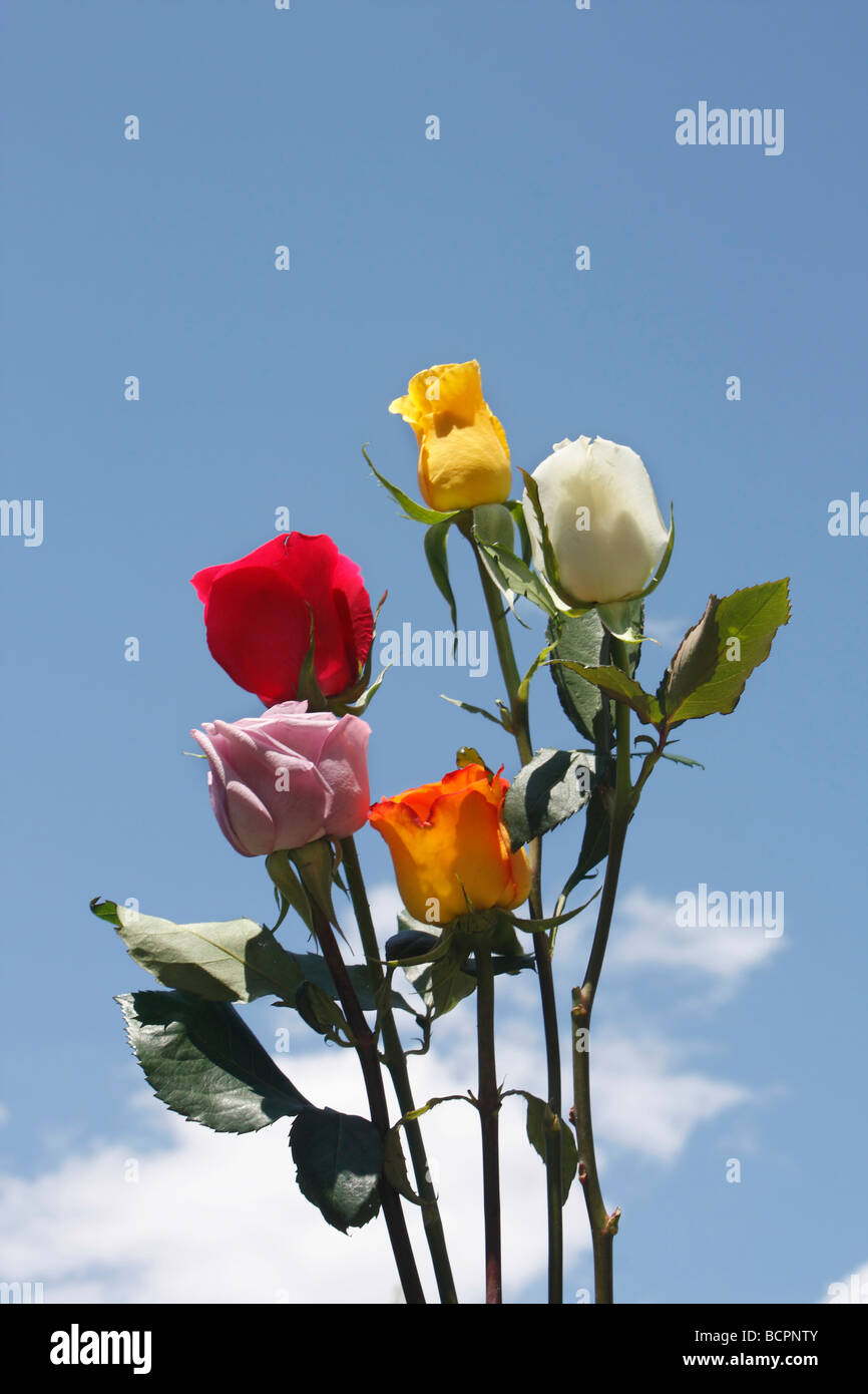 Five hi res hi-res stock photography and images - Alamy