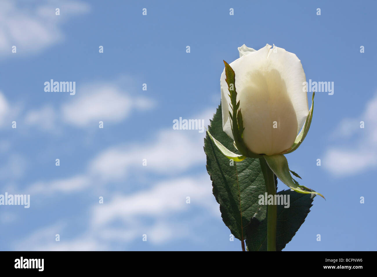 One rose beautiful a white flower isolated cut out cutout low angle ...