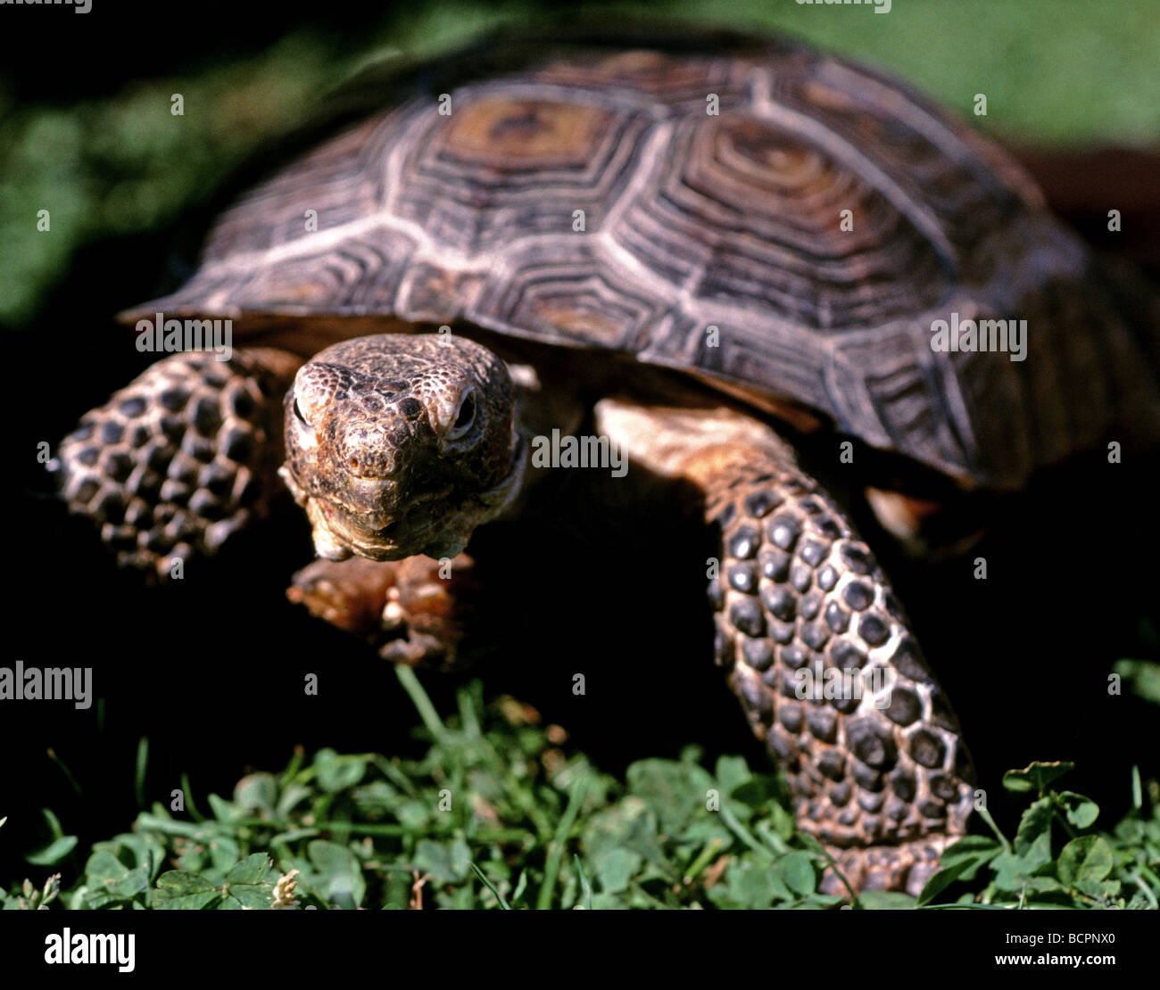 Desert Tortoise Gopherus agassizi California USA Stock Photo - Alamy
