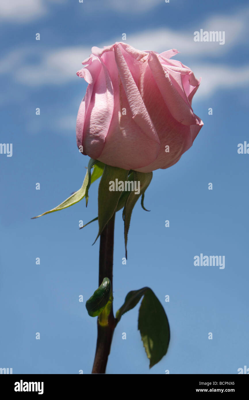 One rose beautiful a pink flower isolated cut out cutout low angle from ...