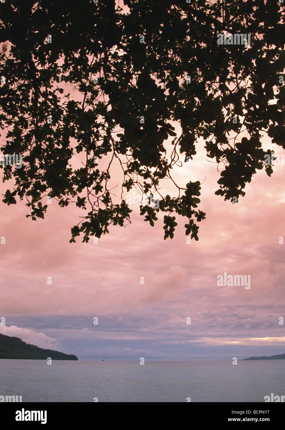 Trees under the sunset Stock Photo - Alamy