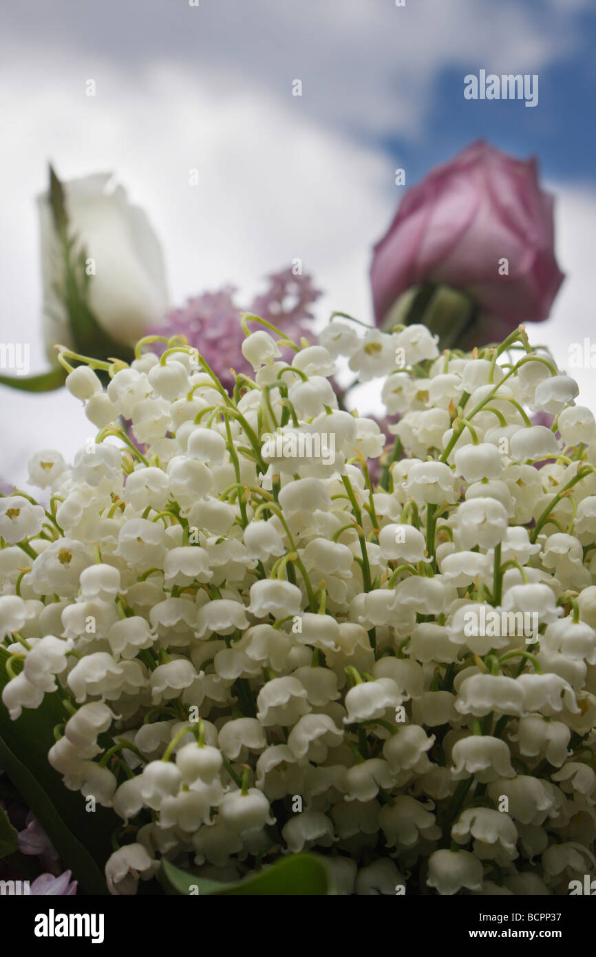 Lily of the valley Convallaria majalis a large bouquet of white ...