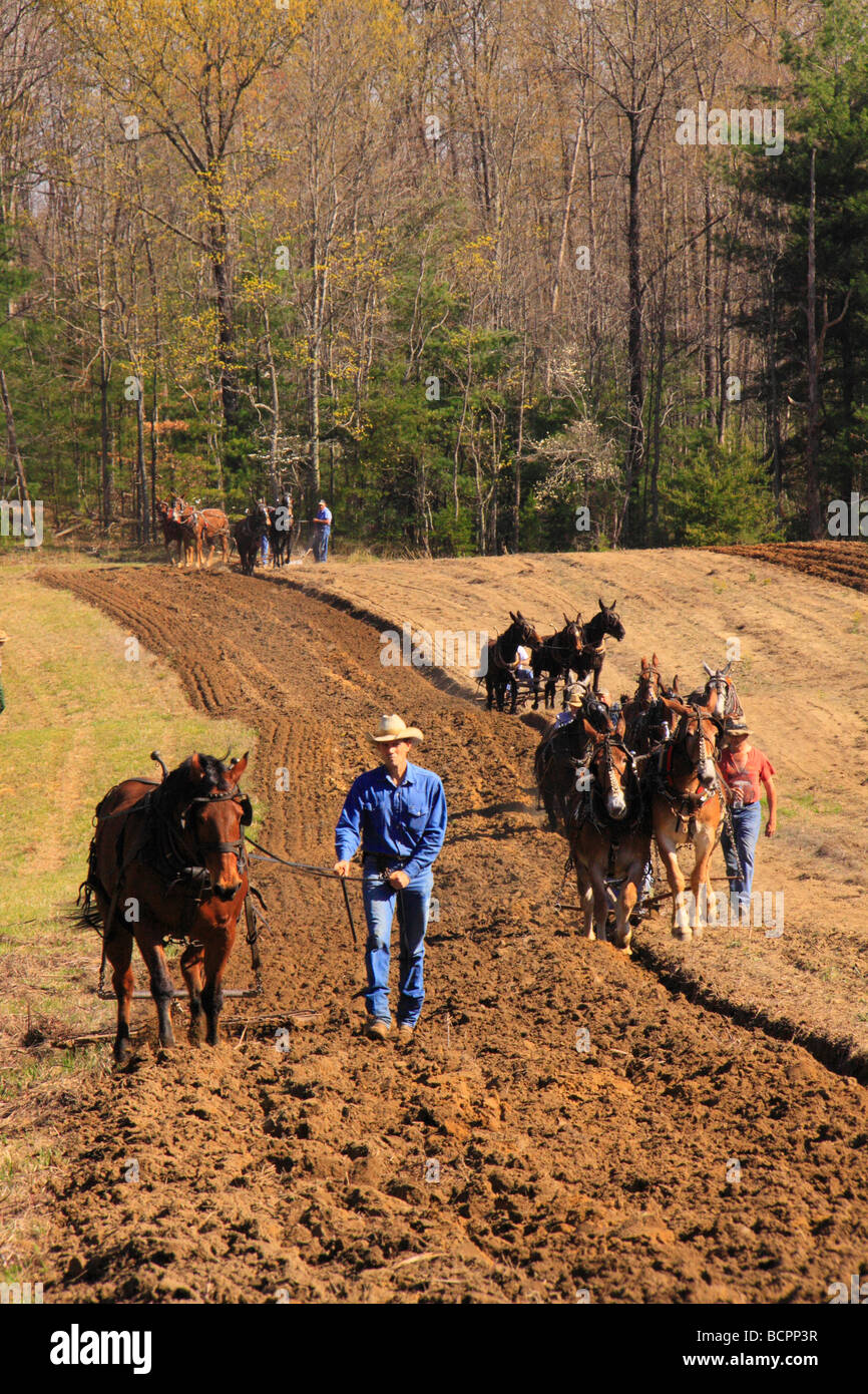 Kentucky mountain horse hi-res stock photography and images - Alamy