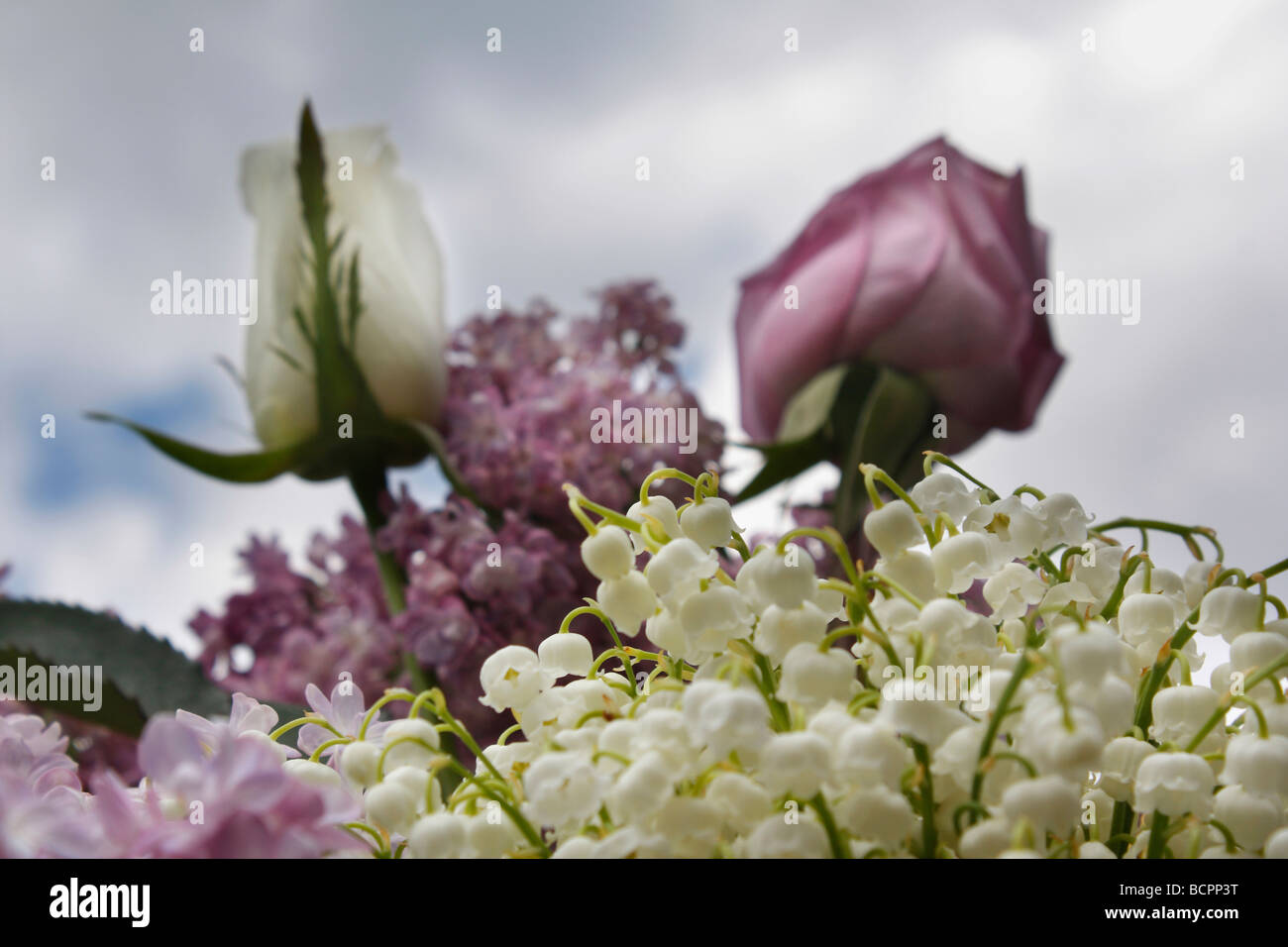 Lily of the valley Convallaria majalis a large bouquet of white ...