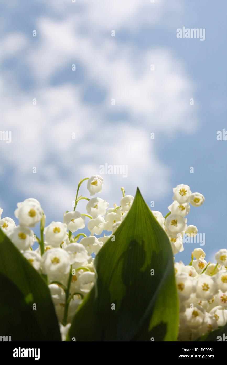 Lily of the valley Convallaria majalis a large bouquet of white ...